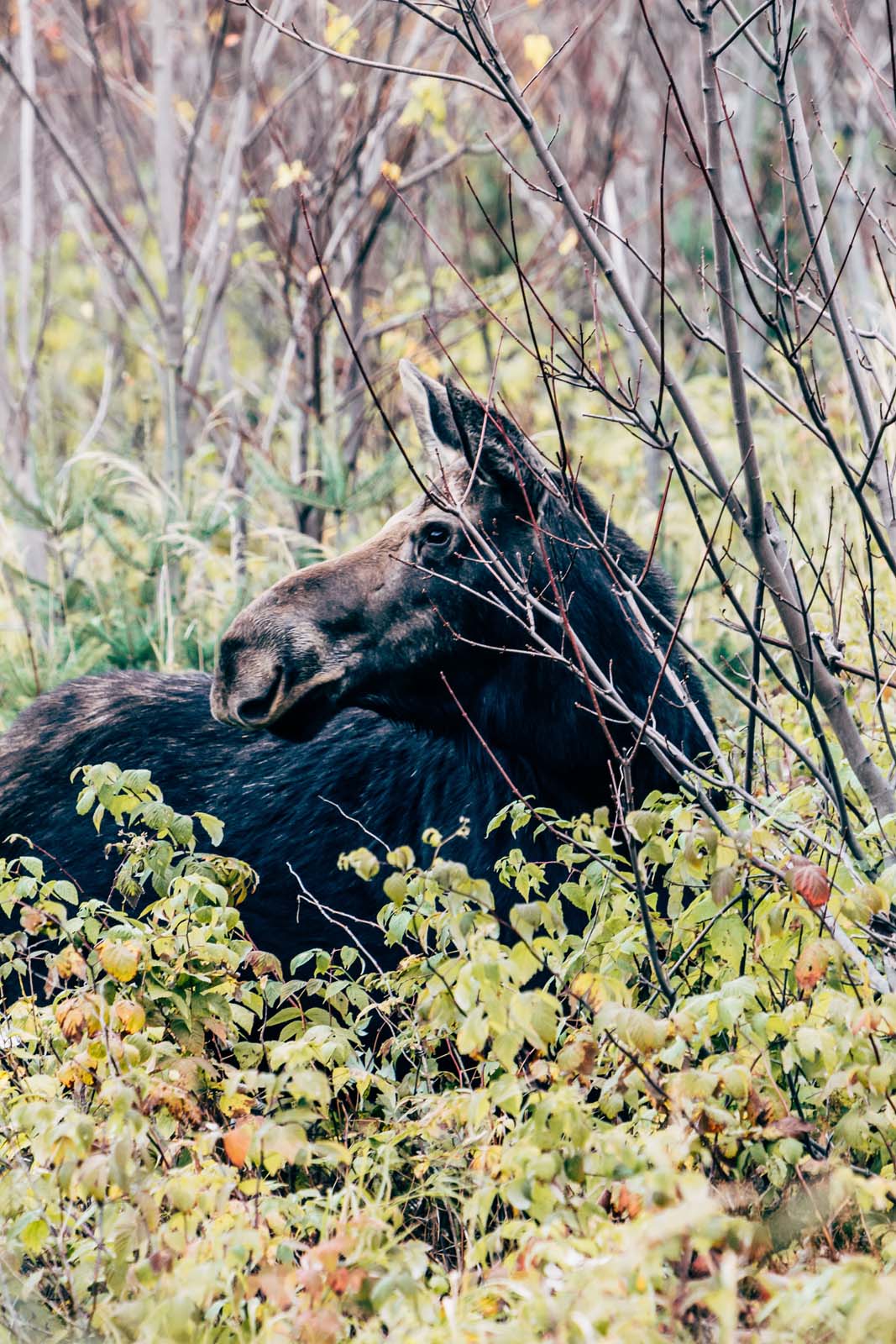 Moose Man | Matt Tinker | Sugarloaf Issue | Maine magazine