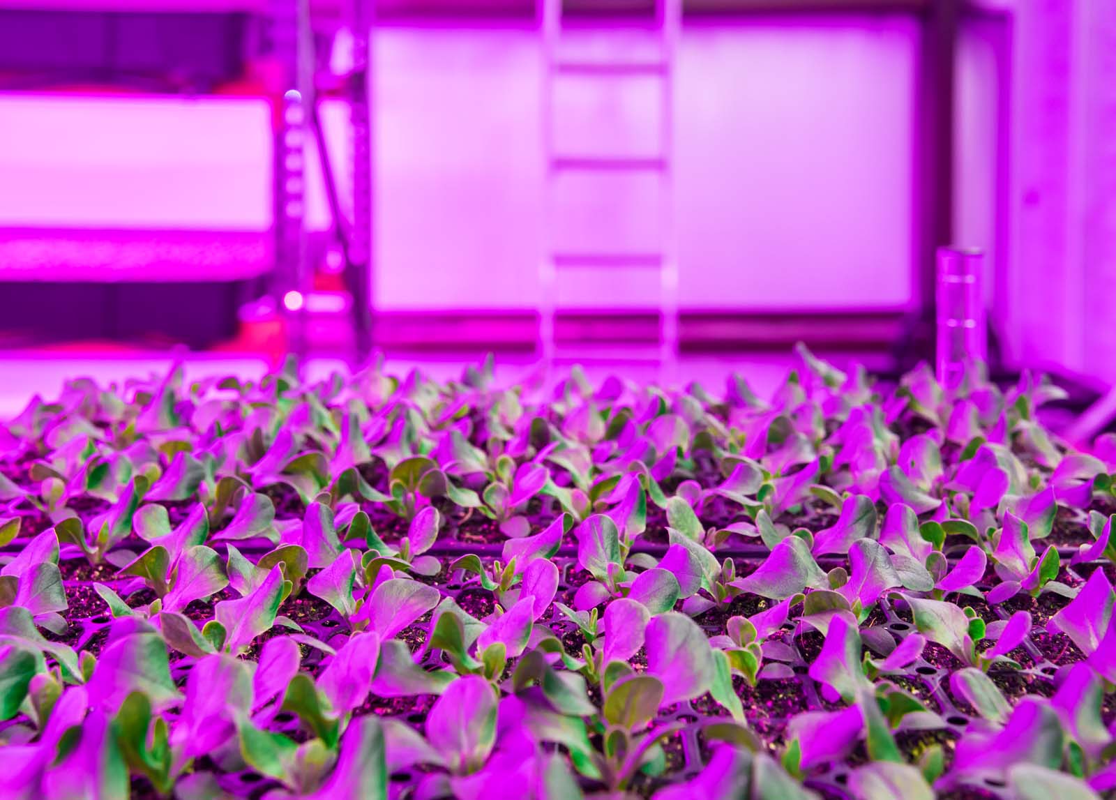 The Head of Lettuce - The Maine Mag