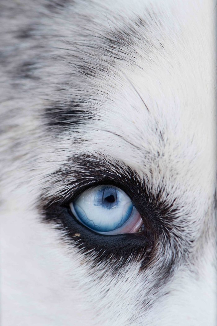 Mushing Through the Snow - The Maine Mag