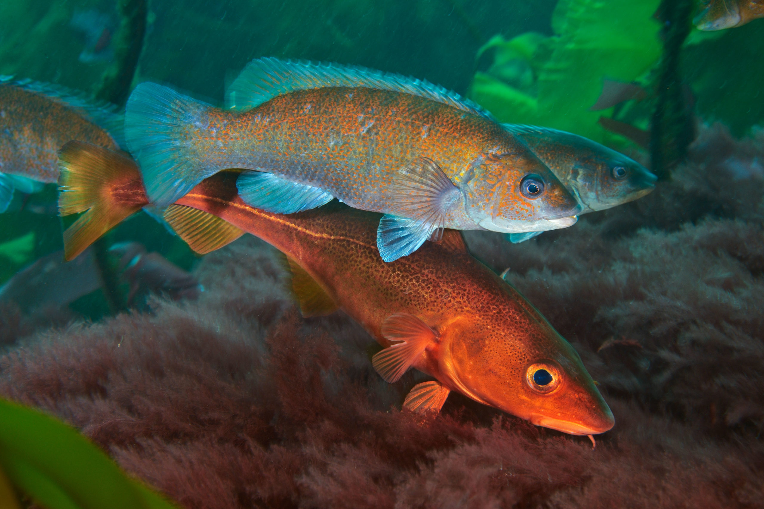 The Maine Man Capturing the World’s Oceans - The Maine Mag