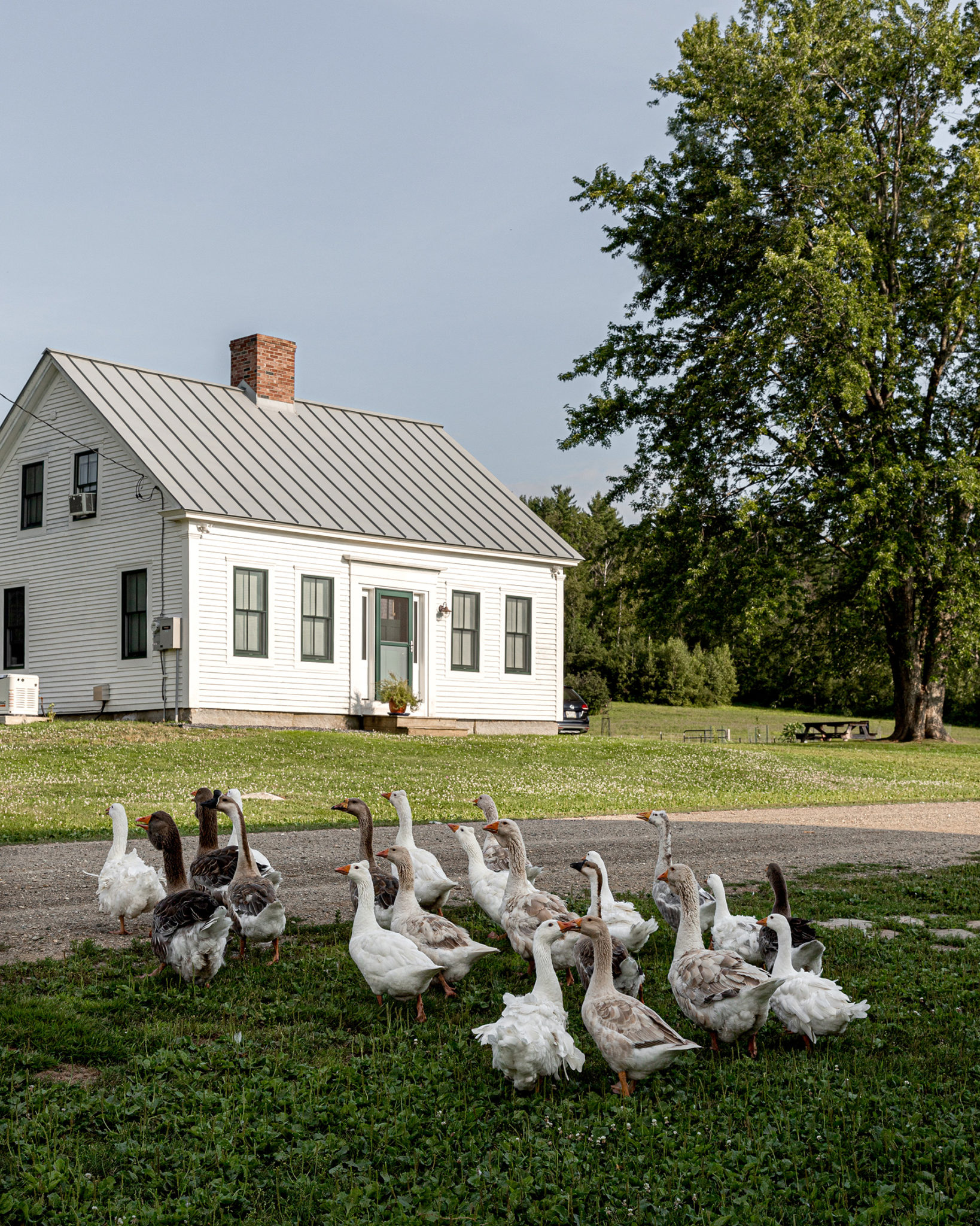 A Homesteading Couple Revives a 200-Year-Old Maine Farm - The Maine Mag