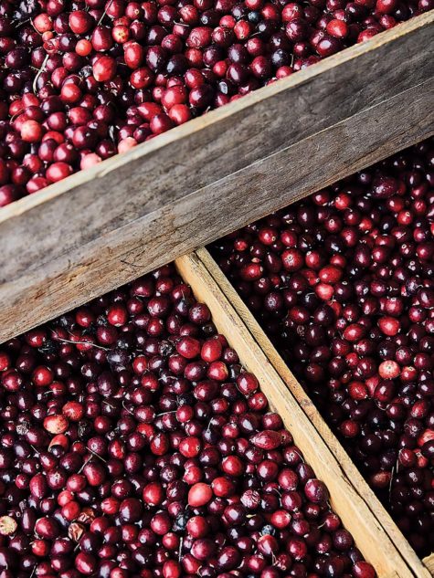 The Families Preserving Maine’s Cranberry Harvesting Traditions - The ...