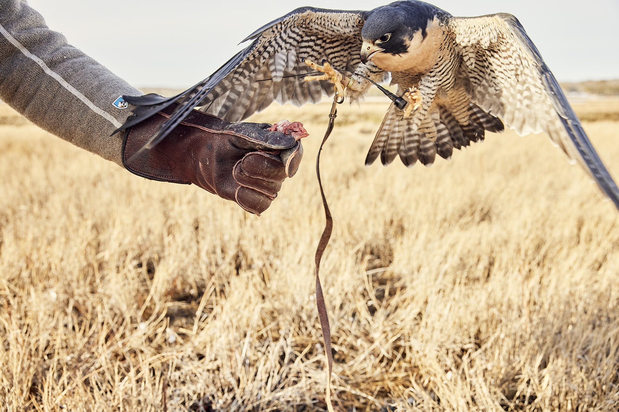 What a 6,000-Year-Old Hunting Practice Can Teach Us About Life - The ...