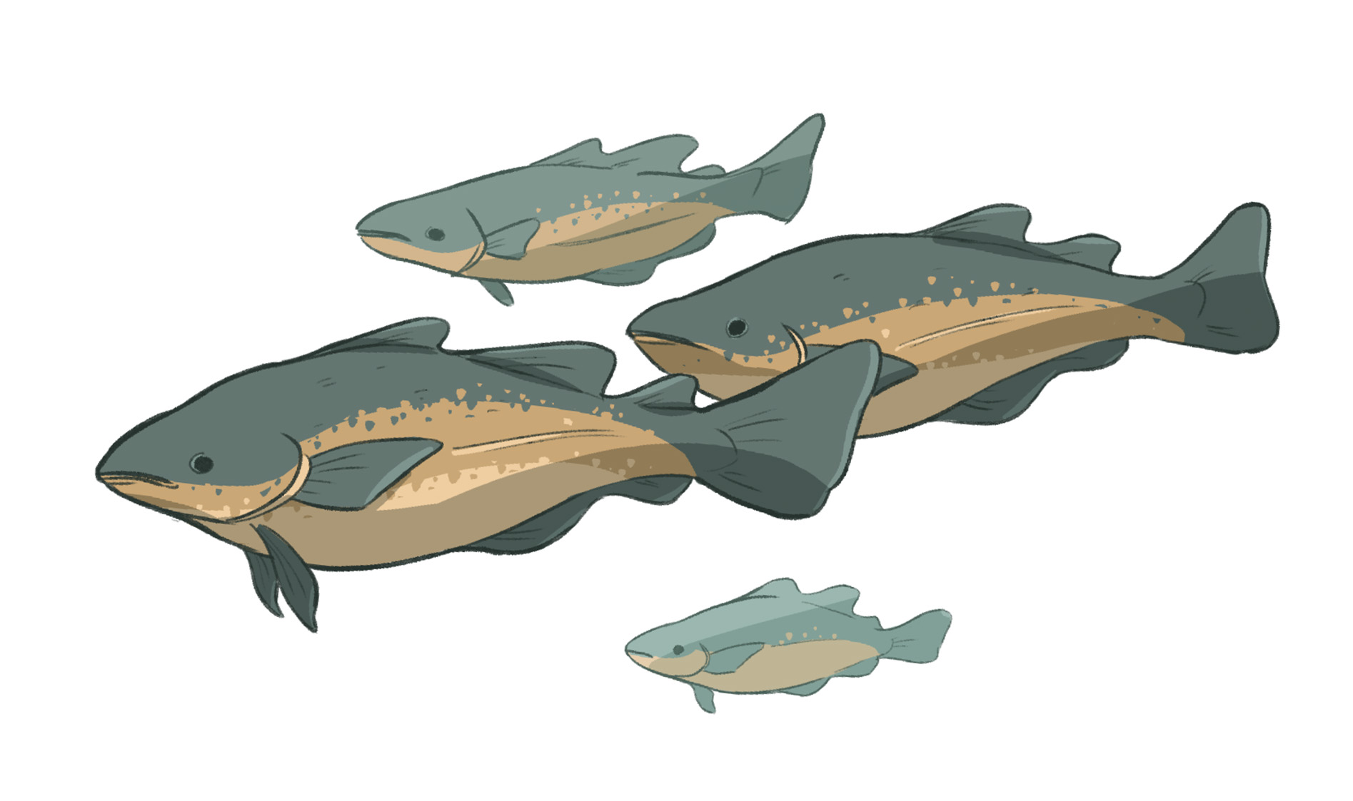 Salted Cod on Christmas | The Maine Mag