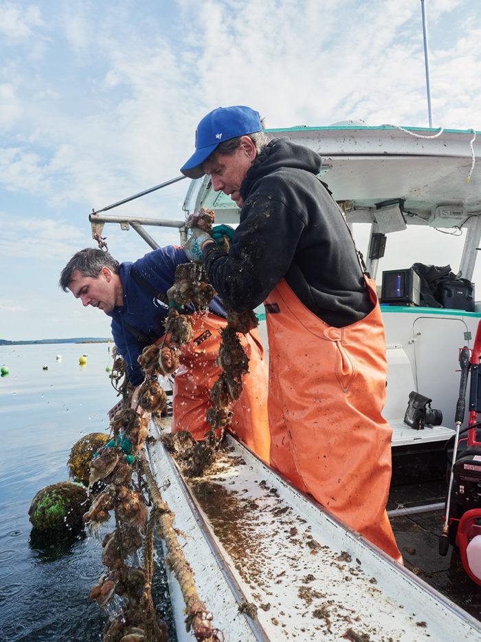 Farmed Scallops Take Root in Maine’s Waters - The Maine Mag