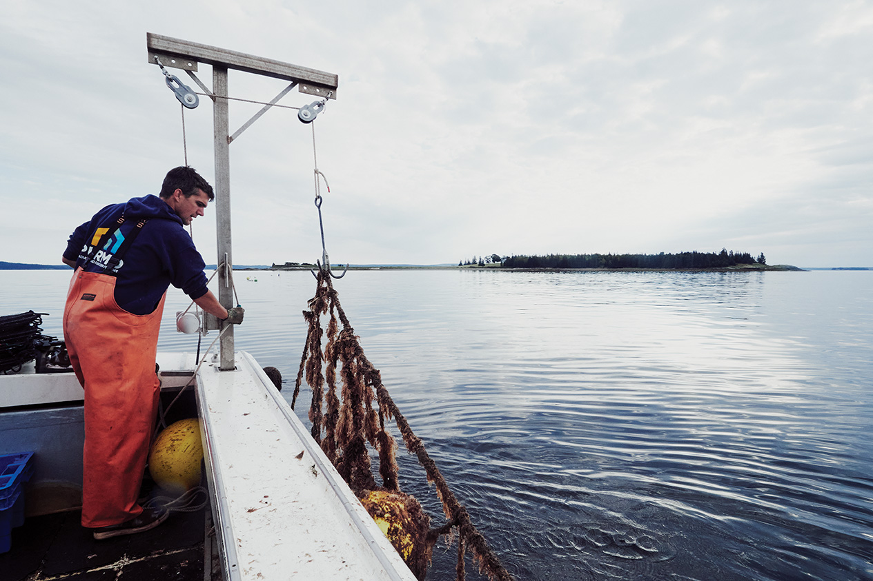 Farmed Scallops Take Root in Maine’s Waters - The Maine Mag