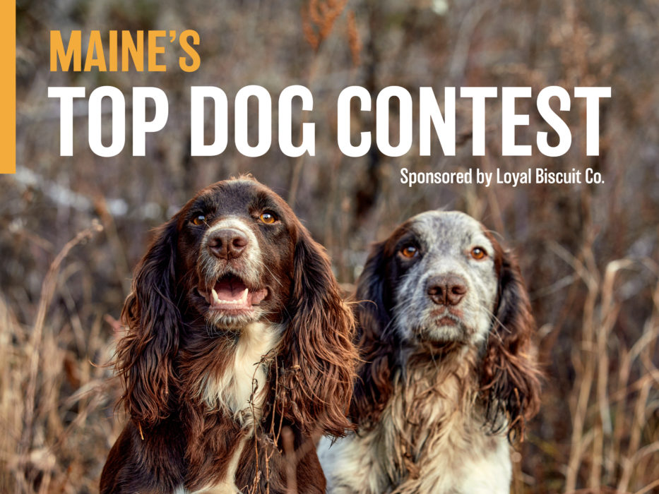 Maine's Top Dog Contest - The Maine Mag