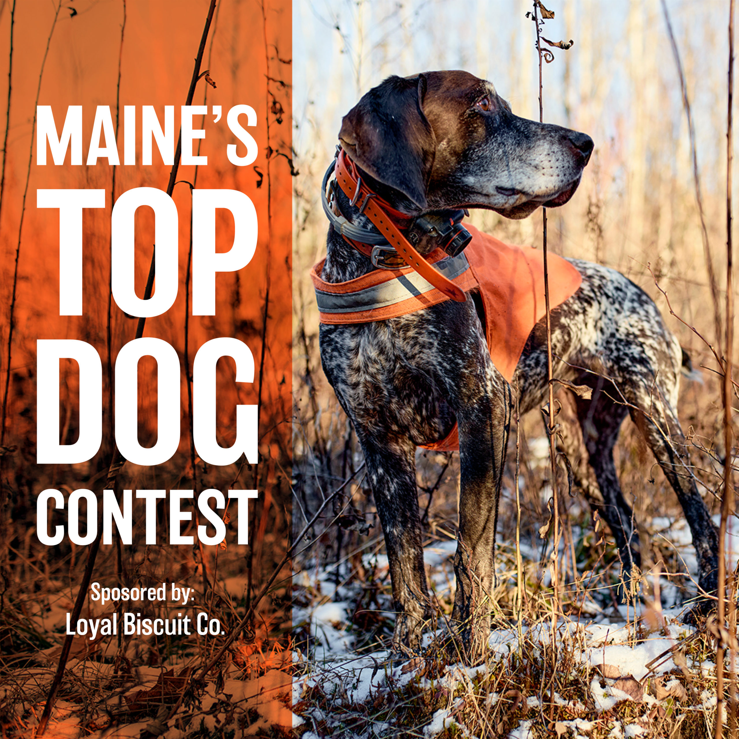 Maine's Top Dog Contest - The Maine Mag