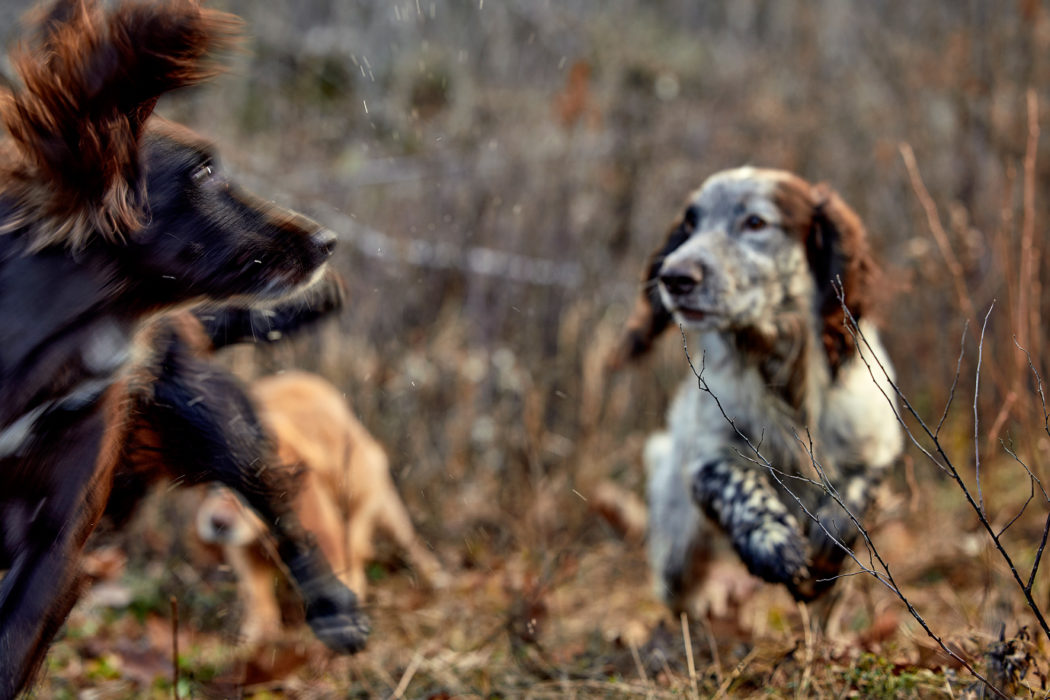 On the Prowl for the Elusive Ruffed Grouse - The Maine Mag