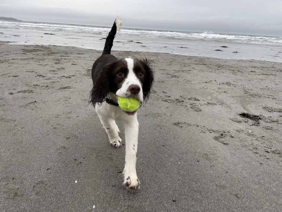 Maine's Top Dog 2023 - The Maine Mag